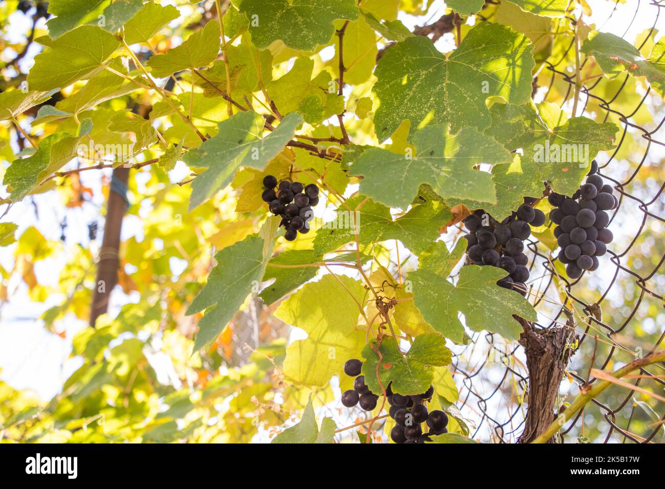 A bunch of red grapes in the wine yard, Georgia Stock Photo - Alamy