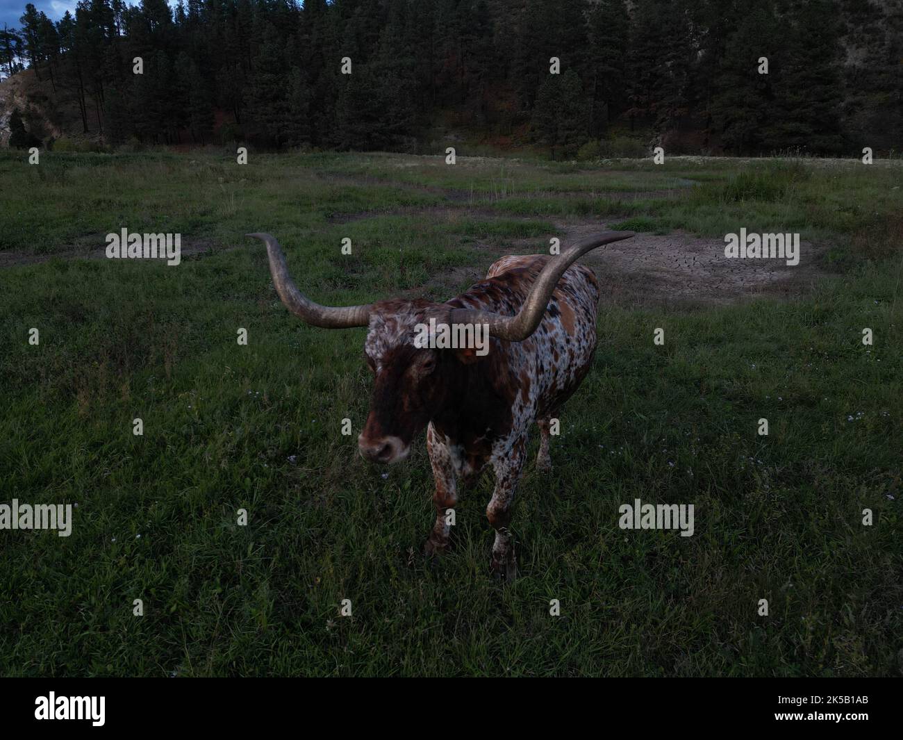 A horned bull in green valley Stock Photo - Alamy