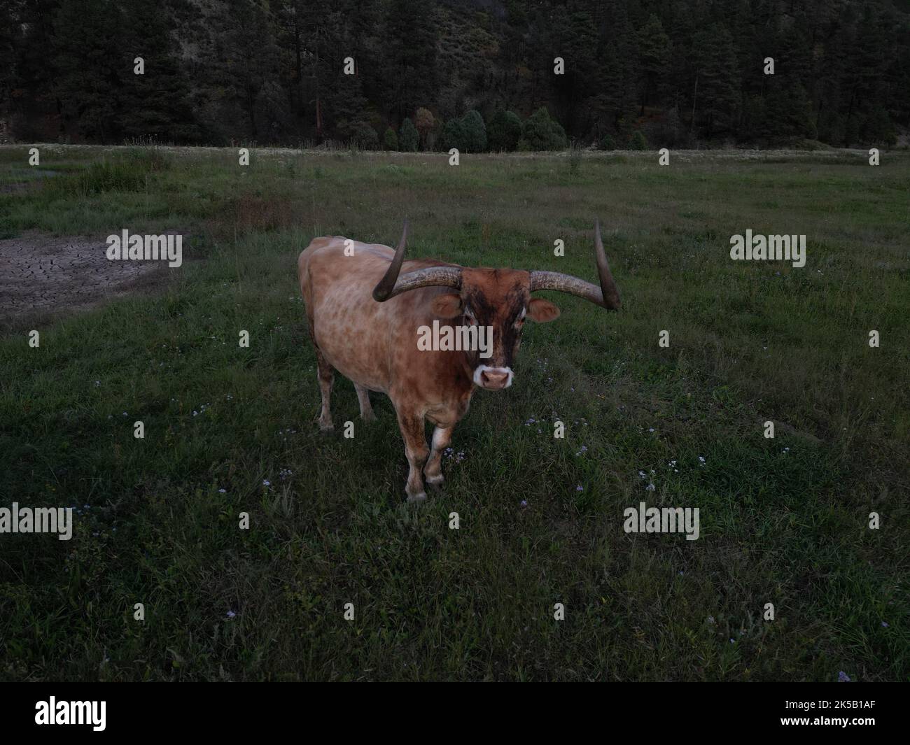 A horned bull in green valley Stock Photo - Alamy