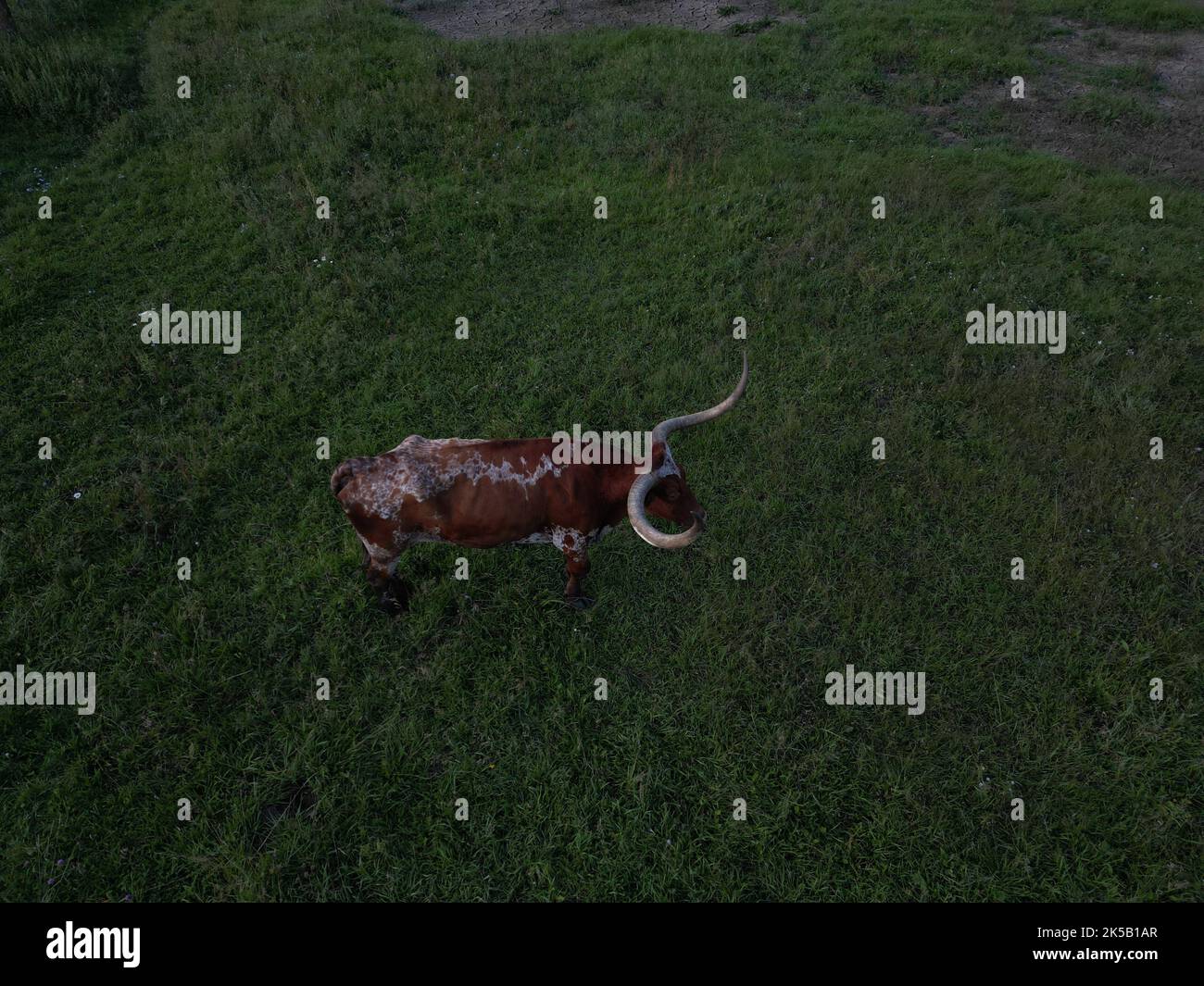 A top view of a horned bull in green valley Stock Photo - Alamy