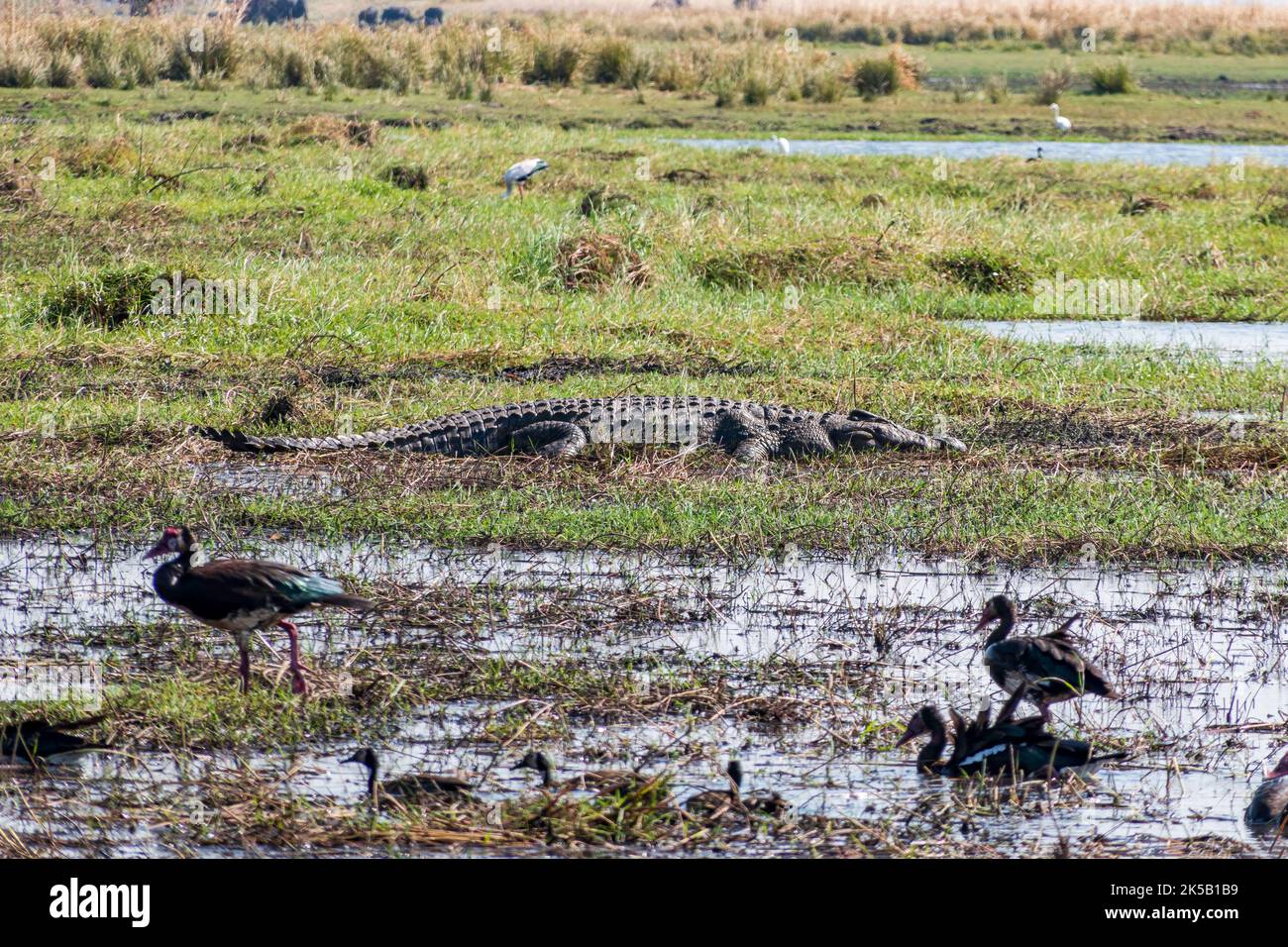 Crocodile resting along the banks of the Chobe River in Chobe National ...