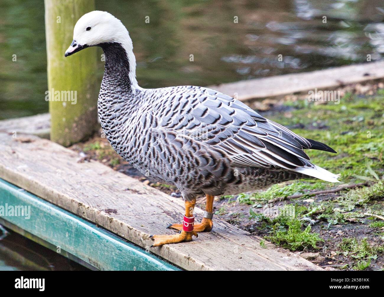 An emperor goose with orange feet and striped feathers, Martin Mere ...