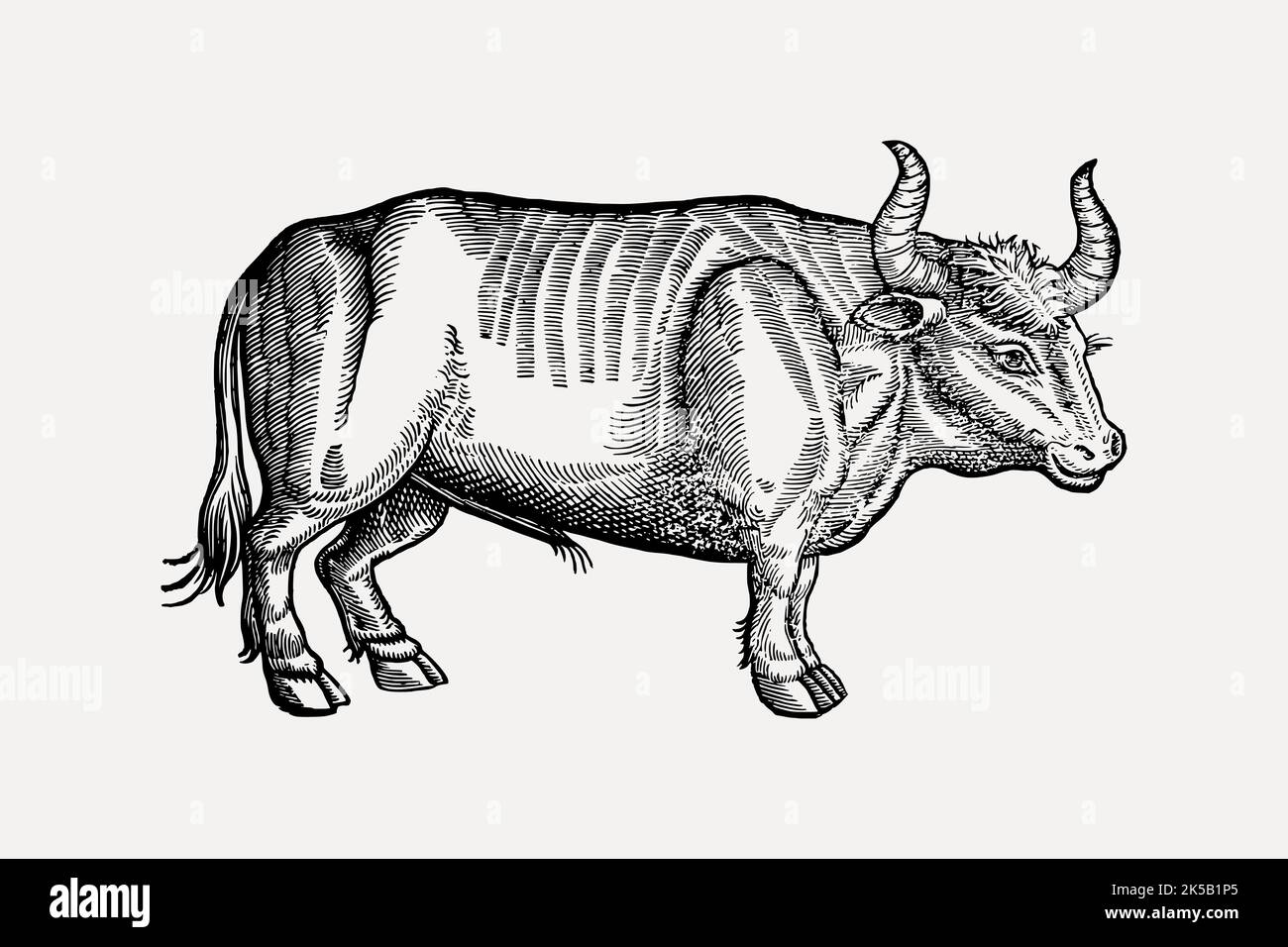 Ox collage element, drawing illustration vector Stock Vector Image ...