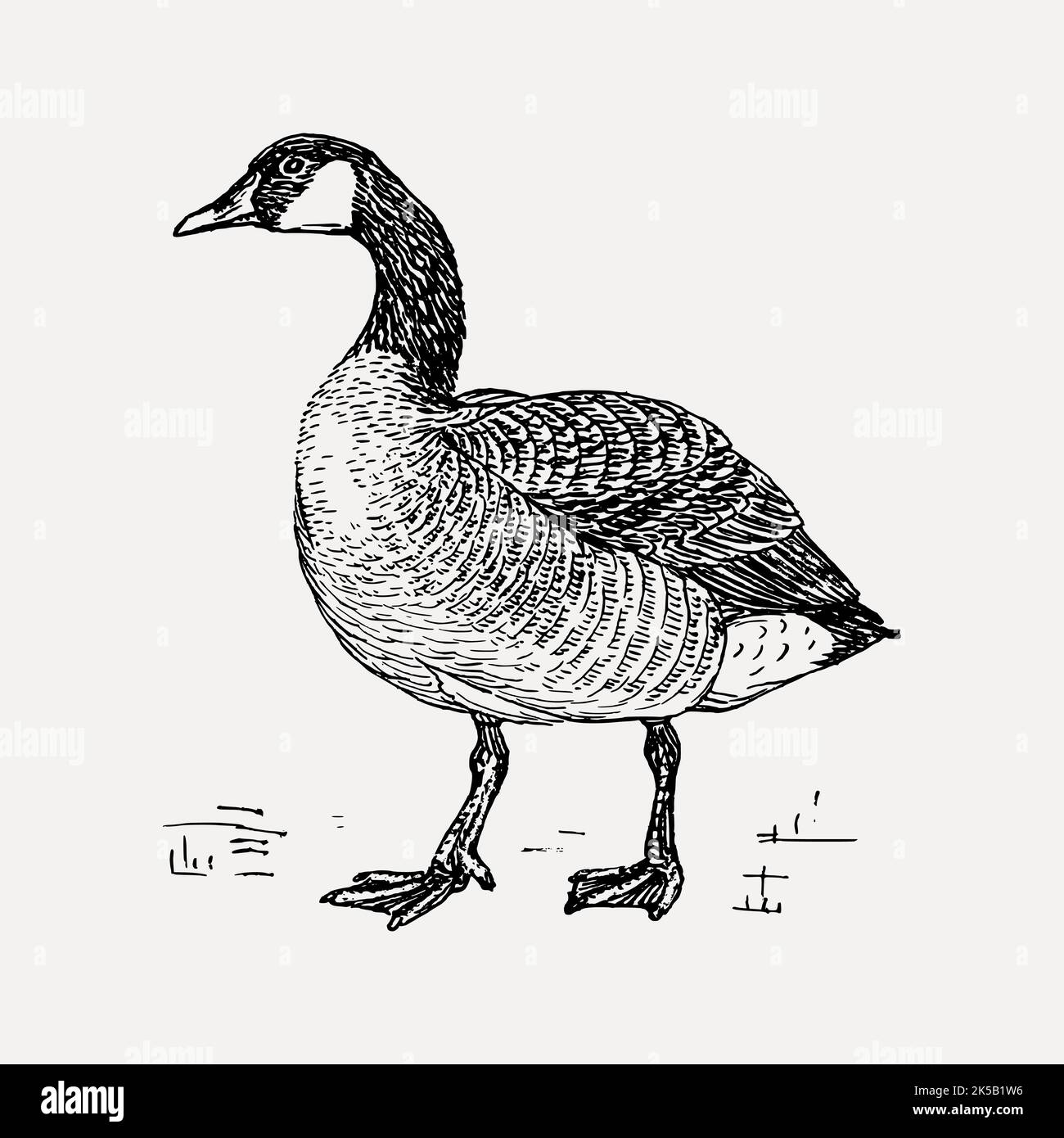 Duck clipart, vintage illustration vector Stock Vector Image & Art - Alamy