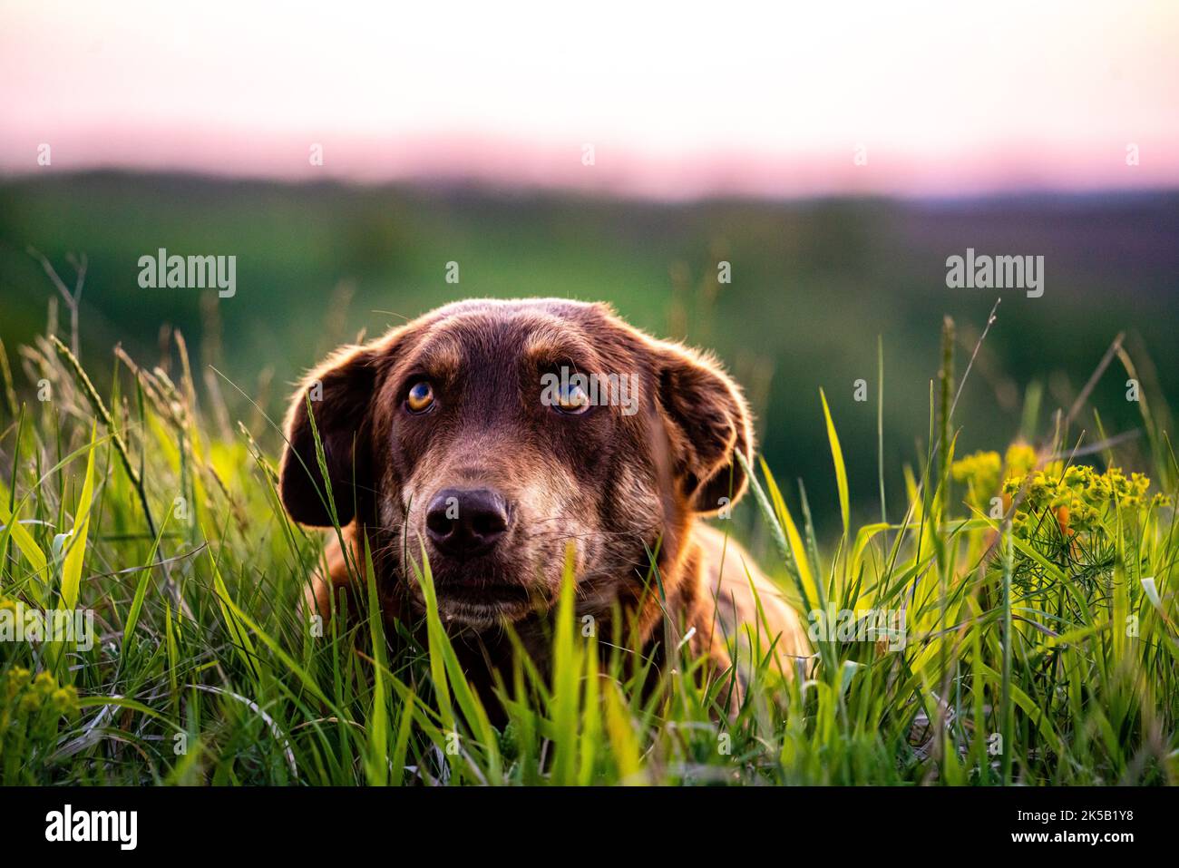 A beautiful close-up of a dog looking to the side while lying on the ...