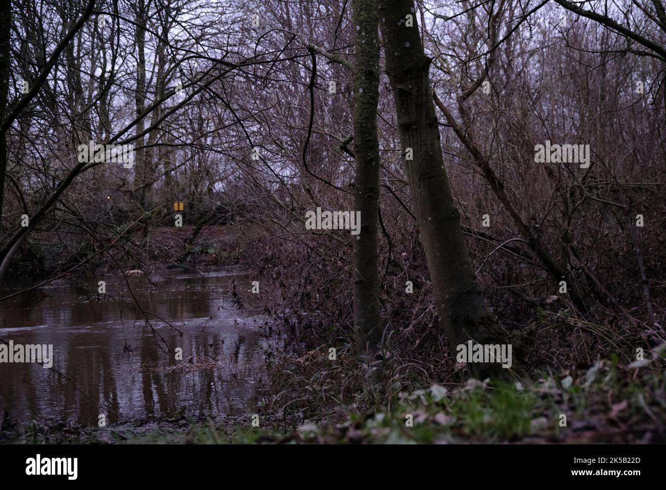 A dark forest with dried trees with an illuminated window in the ...