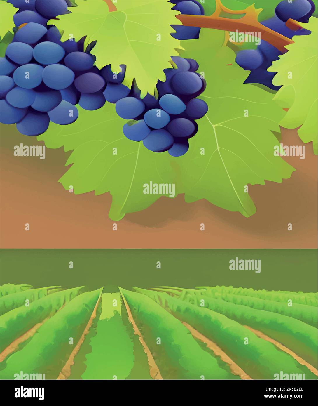 grapes on the vine in nature Stock Vector Image & Art - Alamy