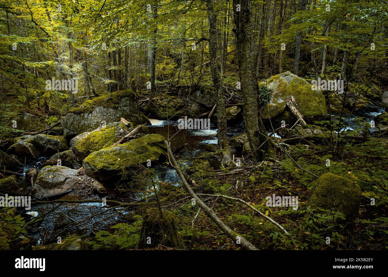 A shallow stream flowing through mossy rocks in lush green forest Stock ...
