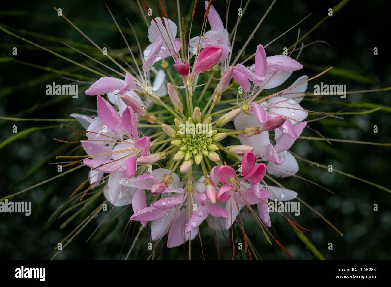 Spiny spiderflower cleome spinosa hi-res stock photography and images ...