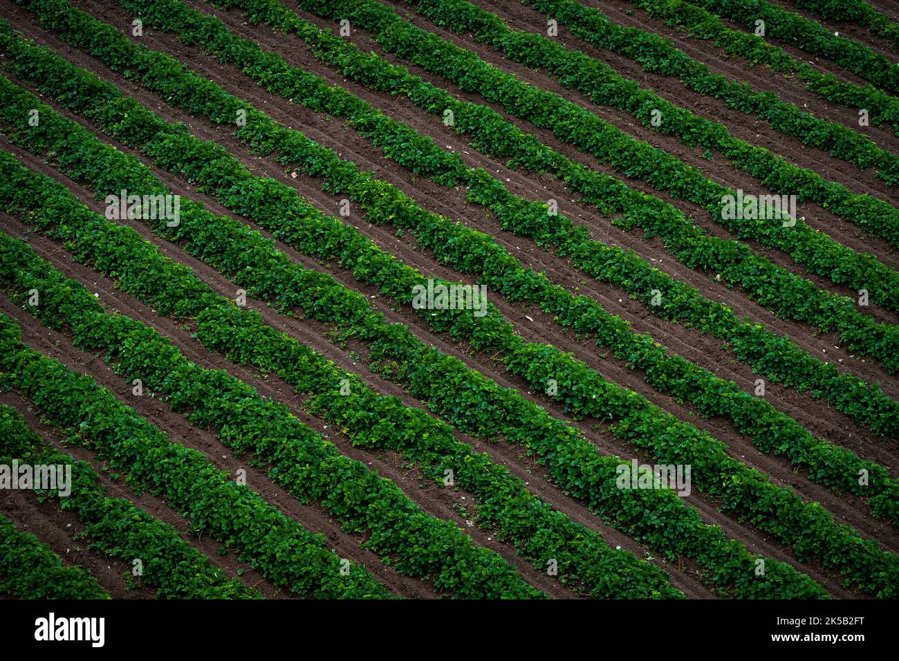 An aerial view of agricultural field with equal rows of soil and green ...