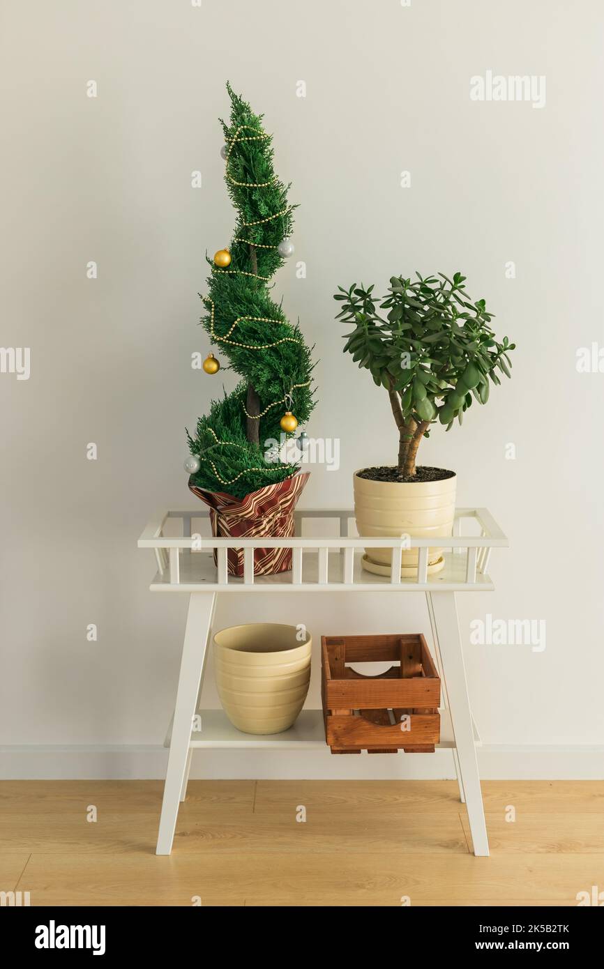 Indoor cypress or thuja in pot is decorating balls like Christmas tree ...