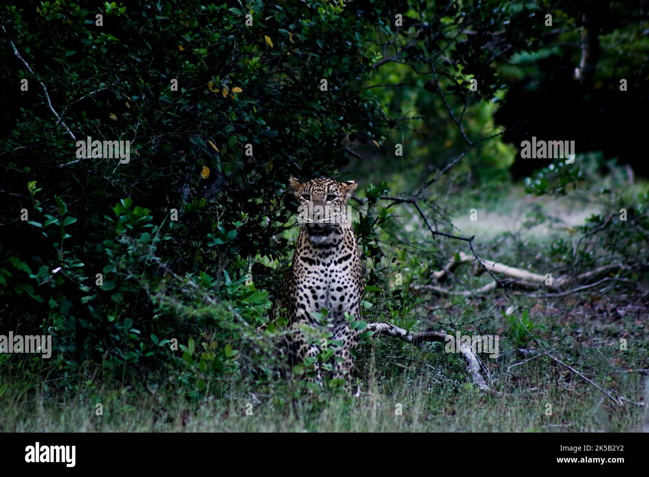 The Sri Lanka leopard in the green forest Stock Photo - Alamy