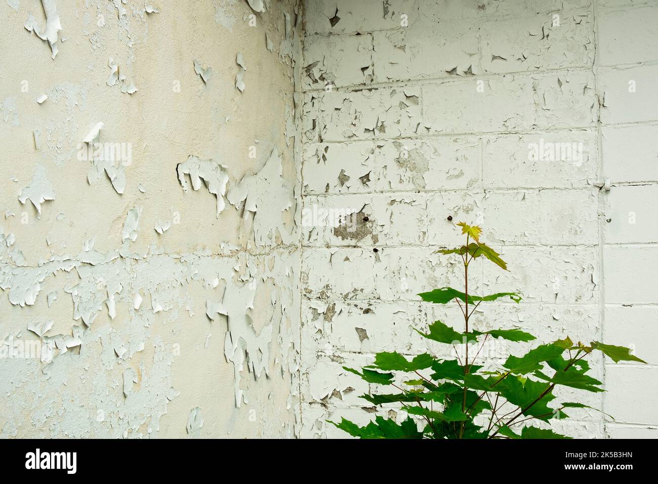 A single green plant against an old white wall with ripped-off ...