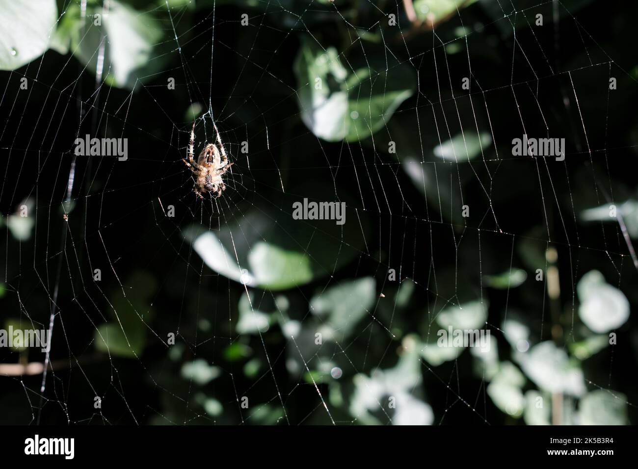 spider on the web in the garden among the leaves of trees Stock Photo ...