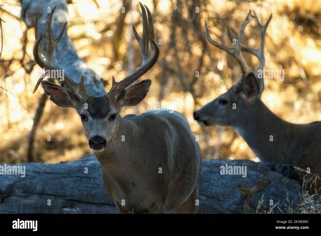 The beautiful mule deer in the forest Stock Photo - Alamy