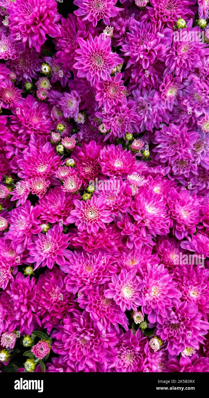 A vertical of beautiful pink dahlia flowers Stock Photo - Alamy