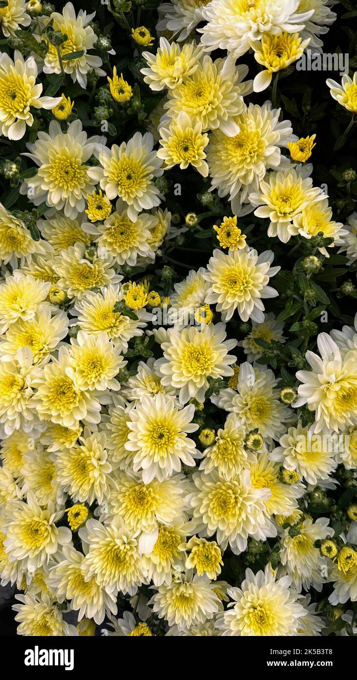 A vertical of yellow chrysanthemum flowers Stock Photo - Alamy