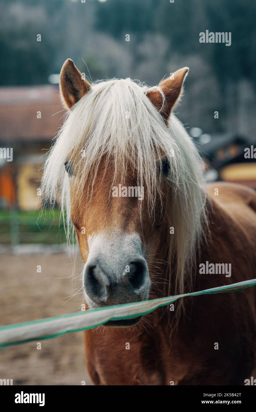 A vertical selective focus a brown Haflinger with white mane with arena ...