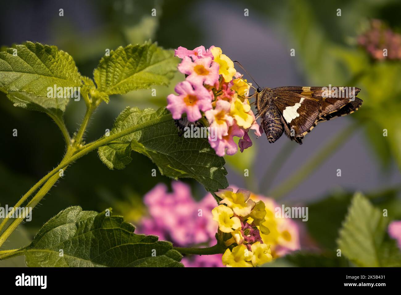 A side selective focus of a silver-spotted skipper standing on the ...