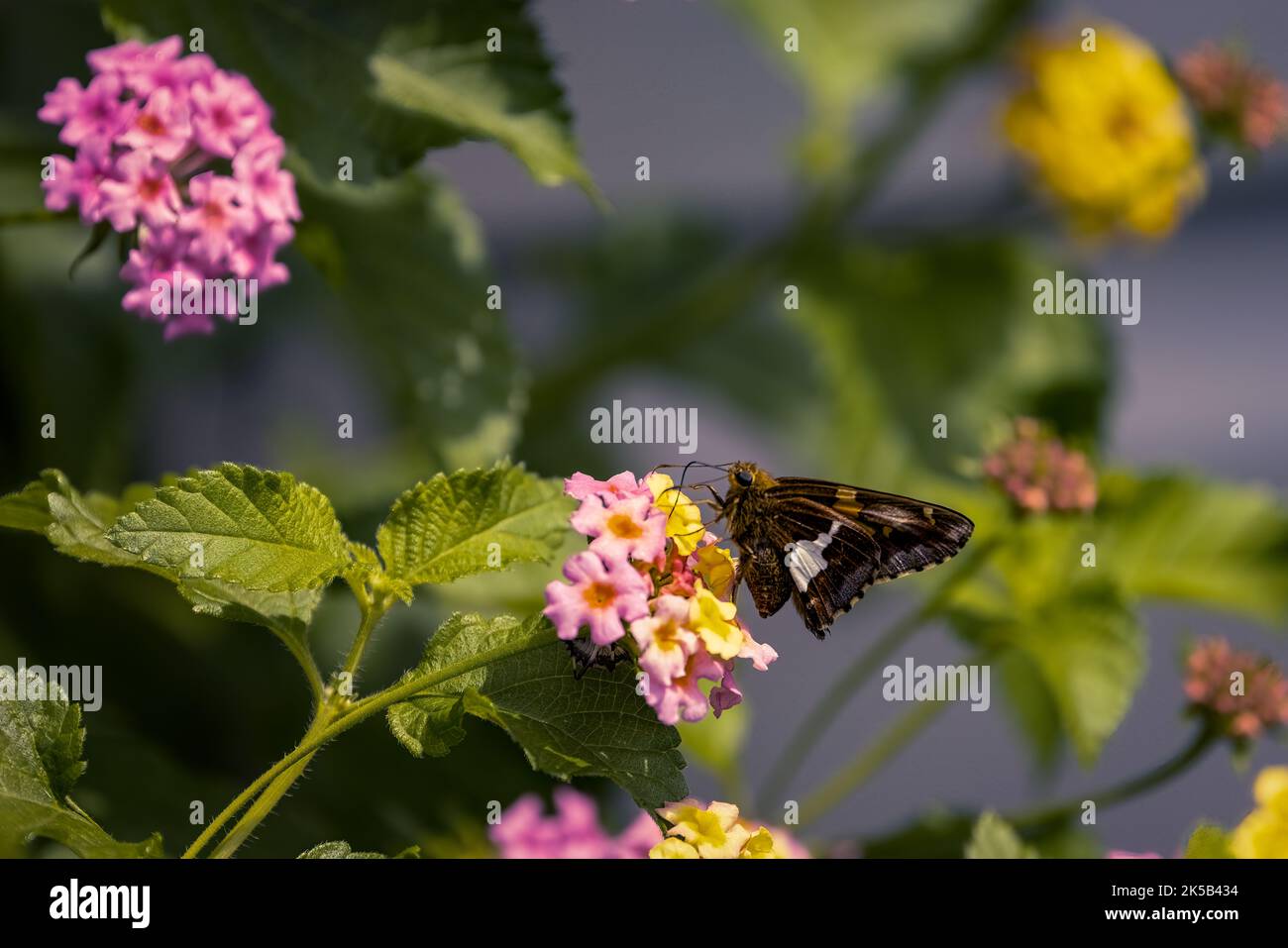 A side selective focus of a silver-spotted skipper standing on the ...
