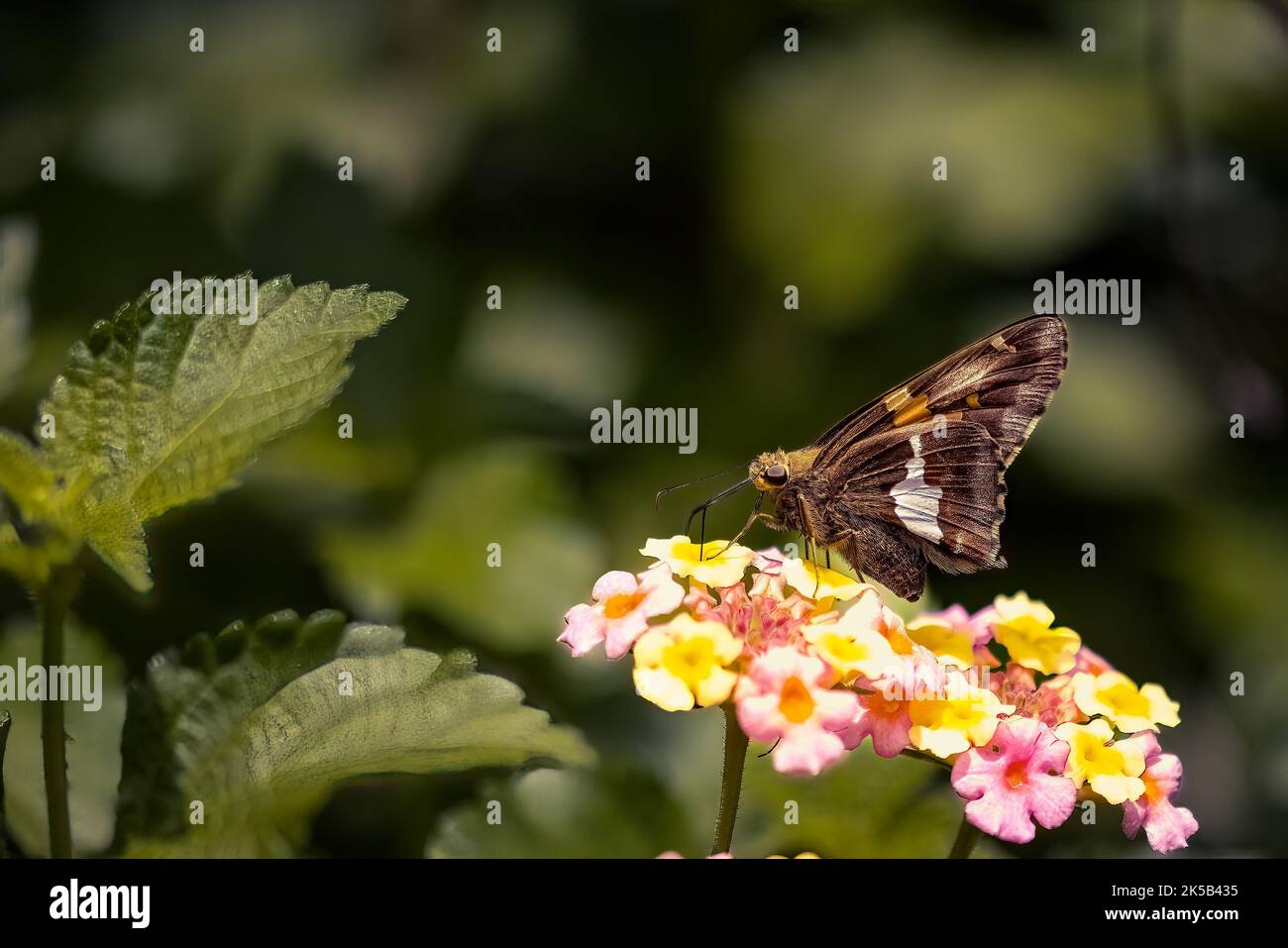 A side selective focus of a silver-spotted skipper standing on the ...