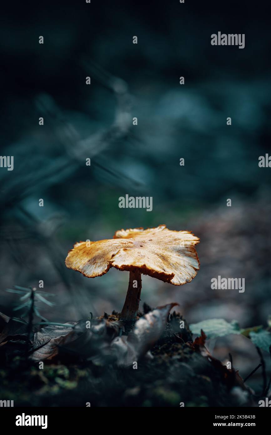A vertical selective focus of Butter cap collybia butyracea mushroom ...