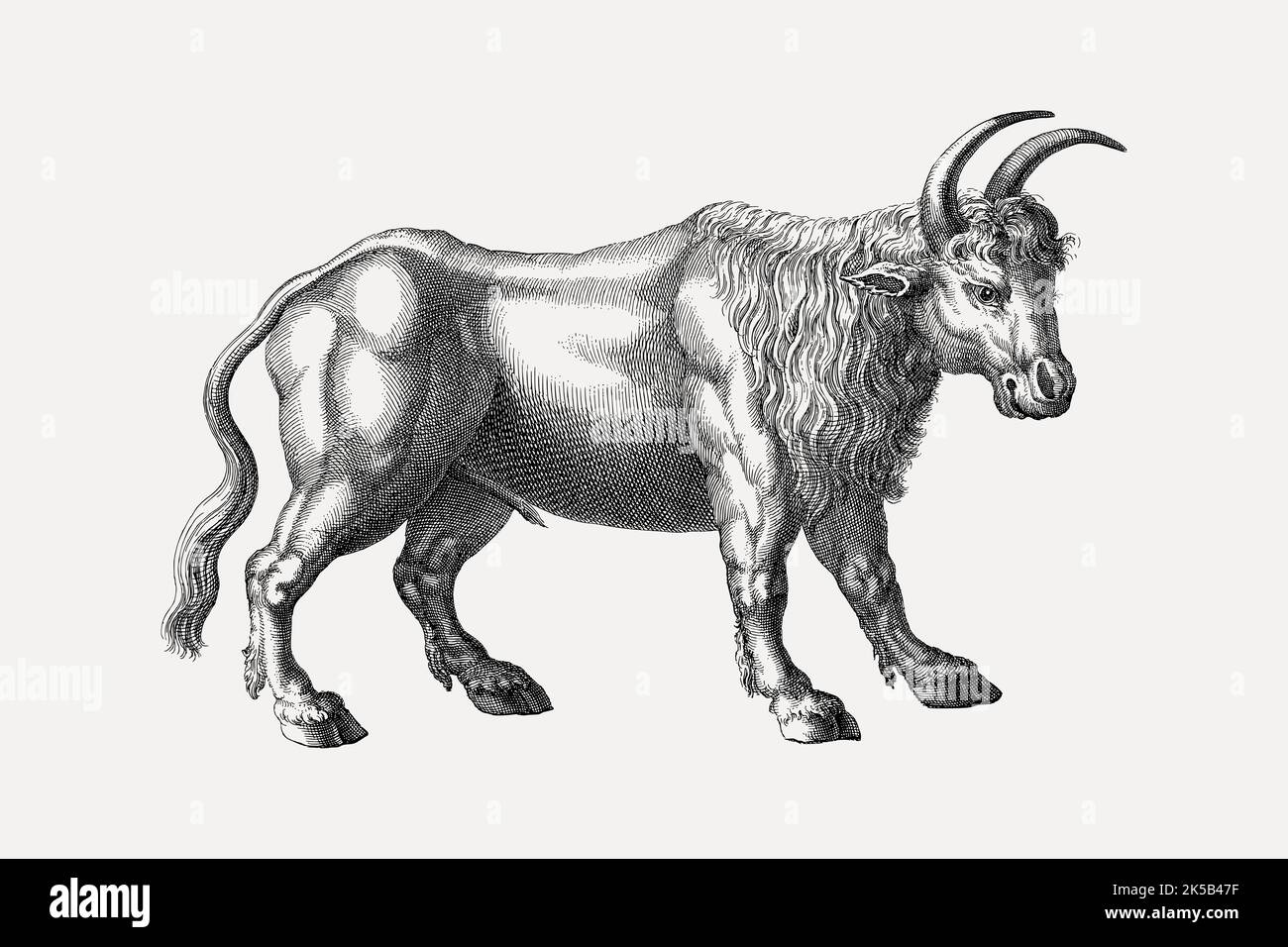 Ox collage element, drawing illustration vector Stock Vector Image ...