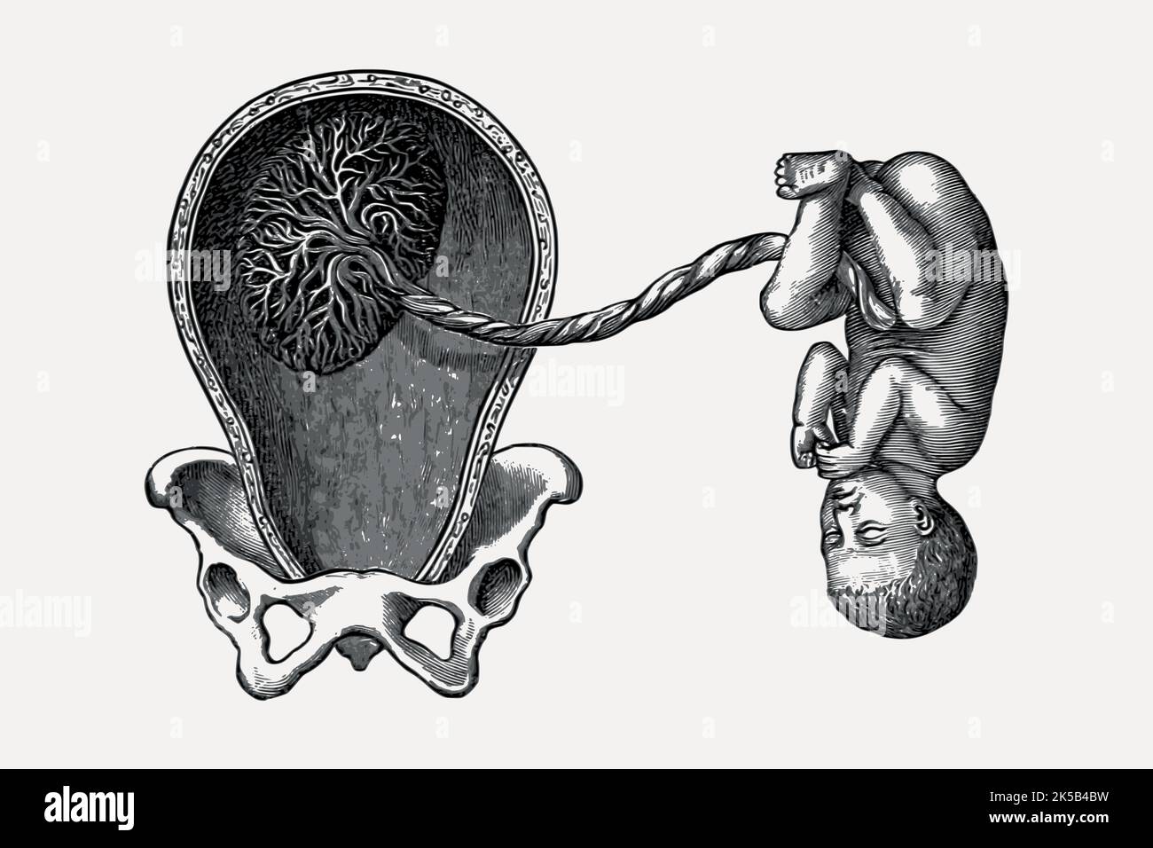 Placenta collage element, drawing illustration vector Stock Vector ...