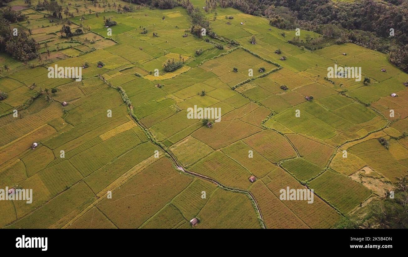An aerial view of rice fields in a farm in Bali, Indonesia Stock Photo ...