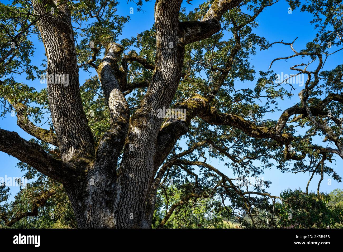 A low angle shot of thick green oak tree in Playfair Park, Victoria, BC ...