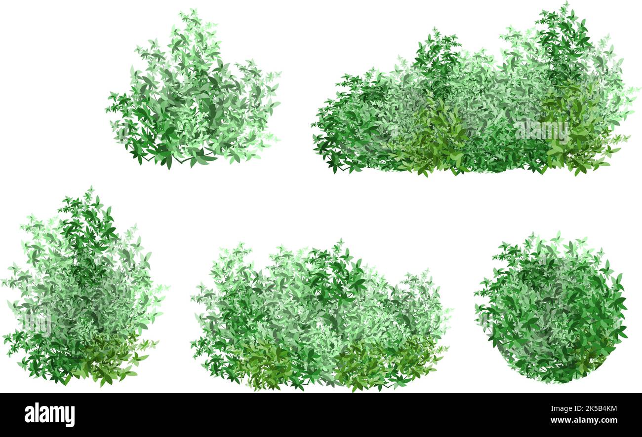 Realistic garden shrub, seasonal bush, boxwood, tree crown bush foliage ...