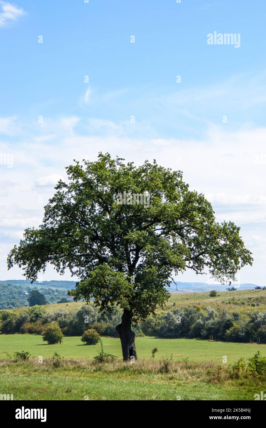 A growing tree in greenery field surrounded by bushes Stock Photo - Alamy