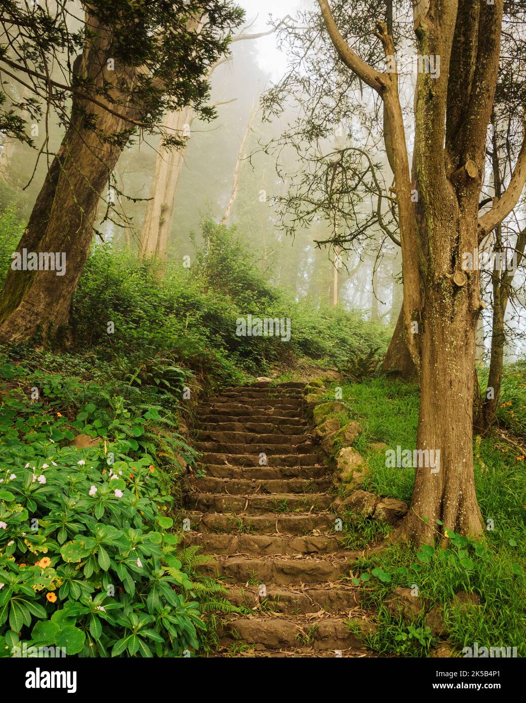 Trail on Mount Davidson on a foggy day, San Francisco, California Stock ...