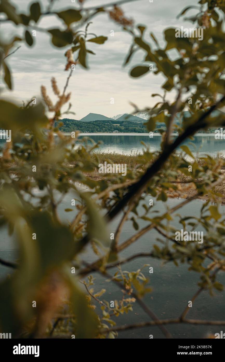 A beautiful scenery of lake Wallersee with calm waters in a forest in ...