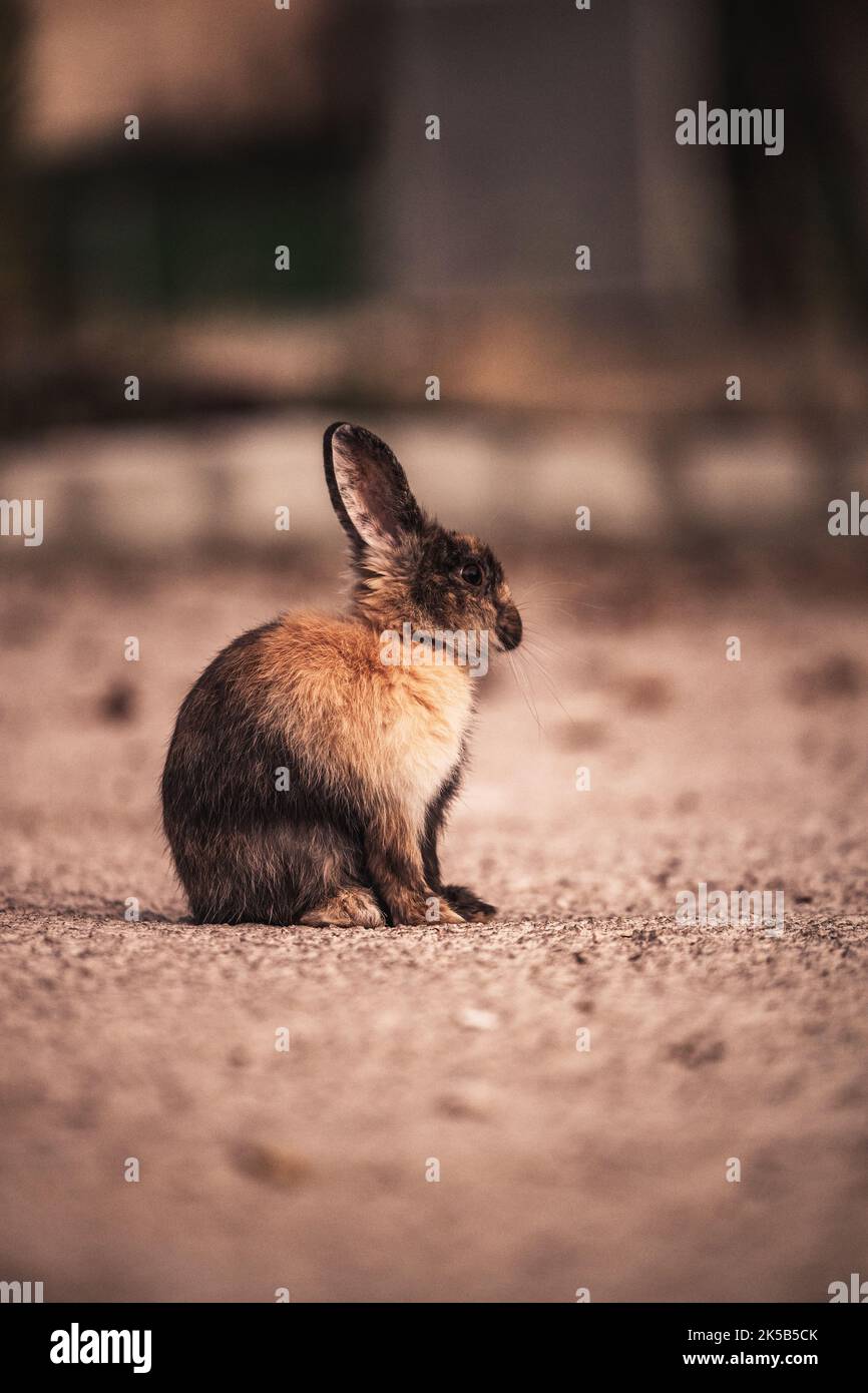 Chubby bunny hi-res stock photography and images - Alamy