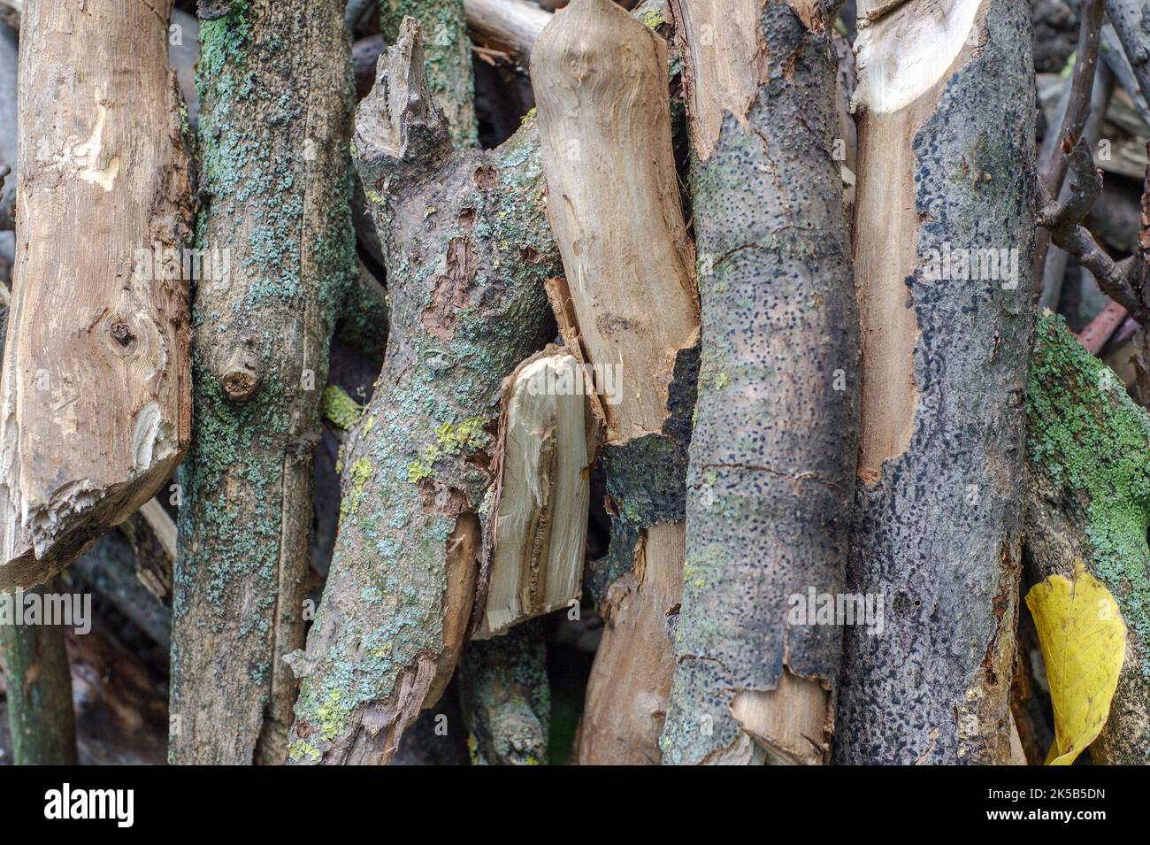 Top view of dry wooden twigs, Pile of willow firewood Stock Photo - Alamy