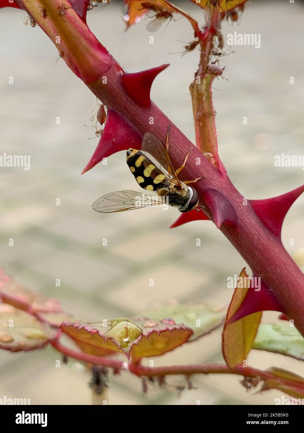A bee perching on plant stem with thorns Stock Photo - Alamy