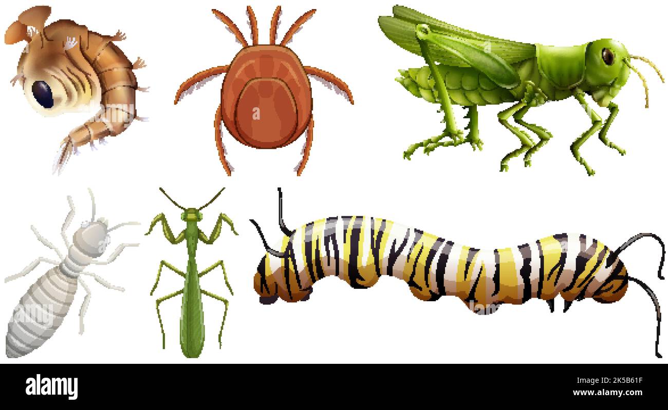 Set of different kinds of insects illustration Stock Vector Image & Art ...
