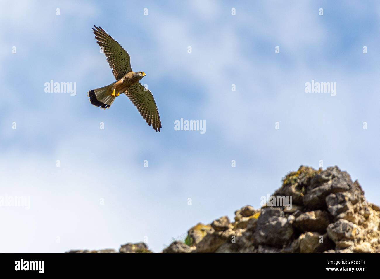 A shallow focus shot of Common kestrel flying above rock formation with ...