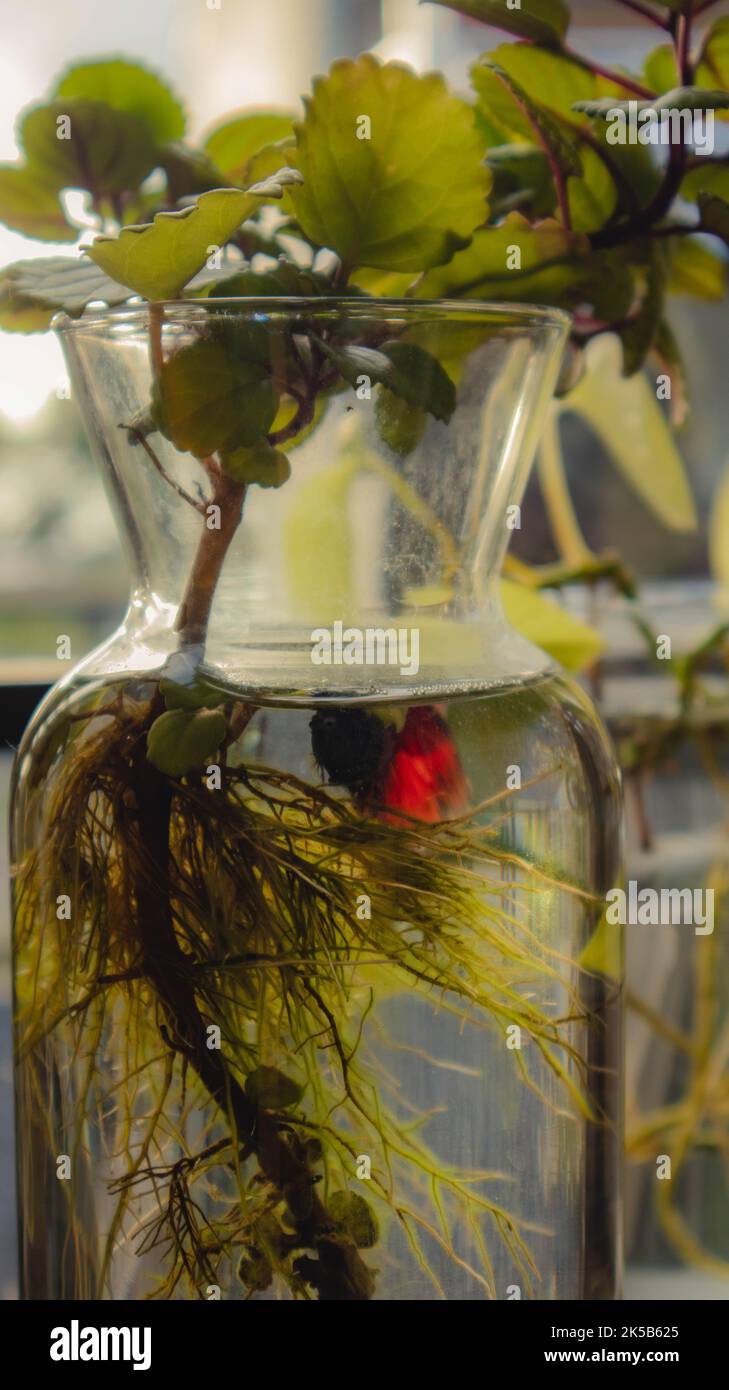 Fish swimming with glass bottle hi-res stock photography and images - Alamy
