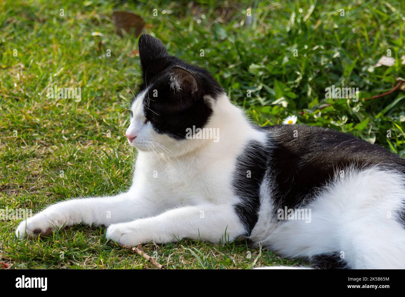 A cute black and white cat outdoors Stock Photo - Alamy