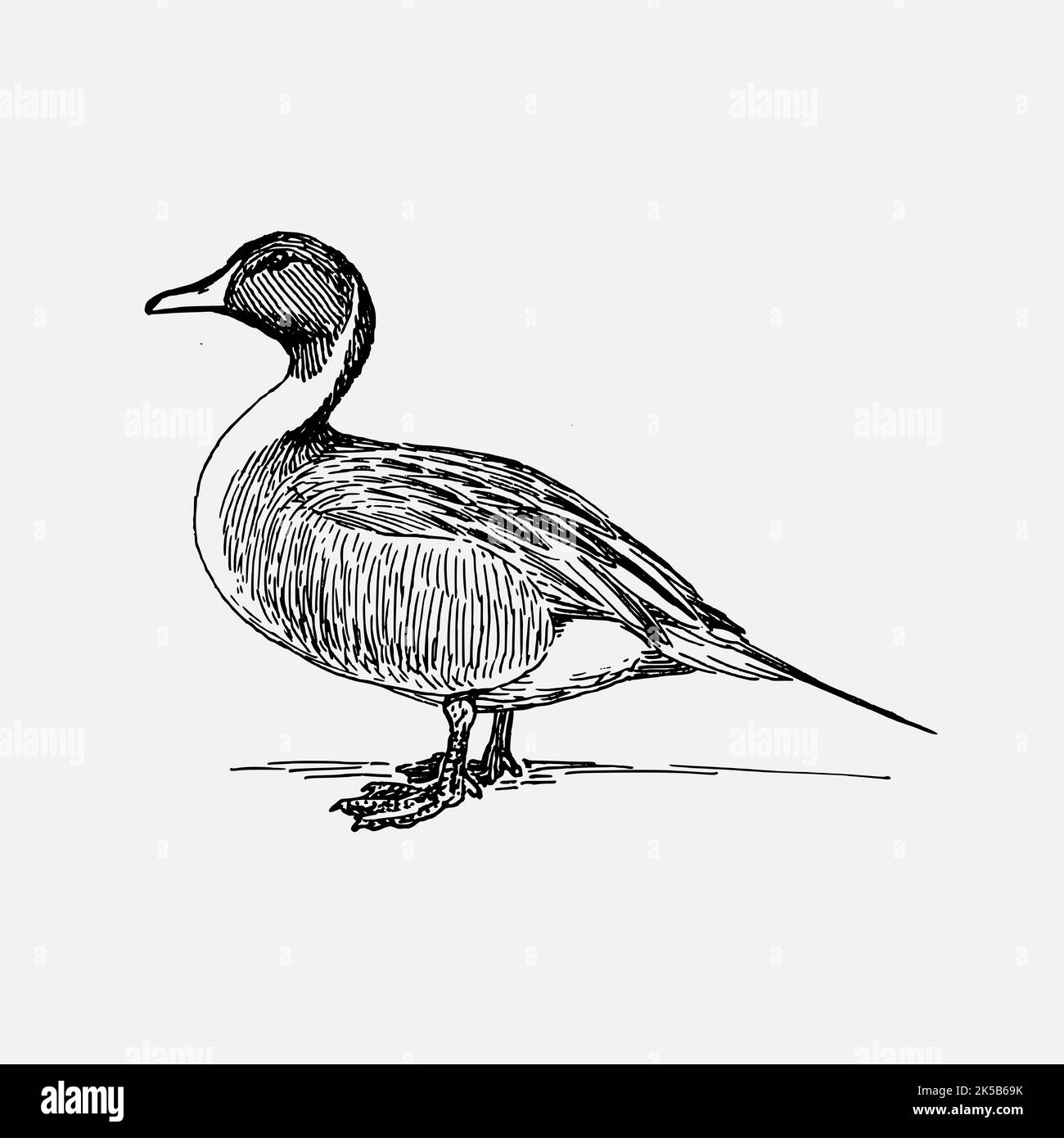 Duck clipart, vintage illustration vector Stock Vector Image & Art - Alamy