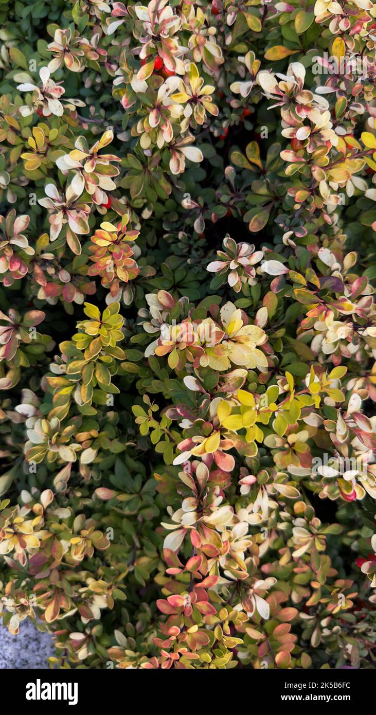 A vertical of jade plant background Stock Photo - Alamy