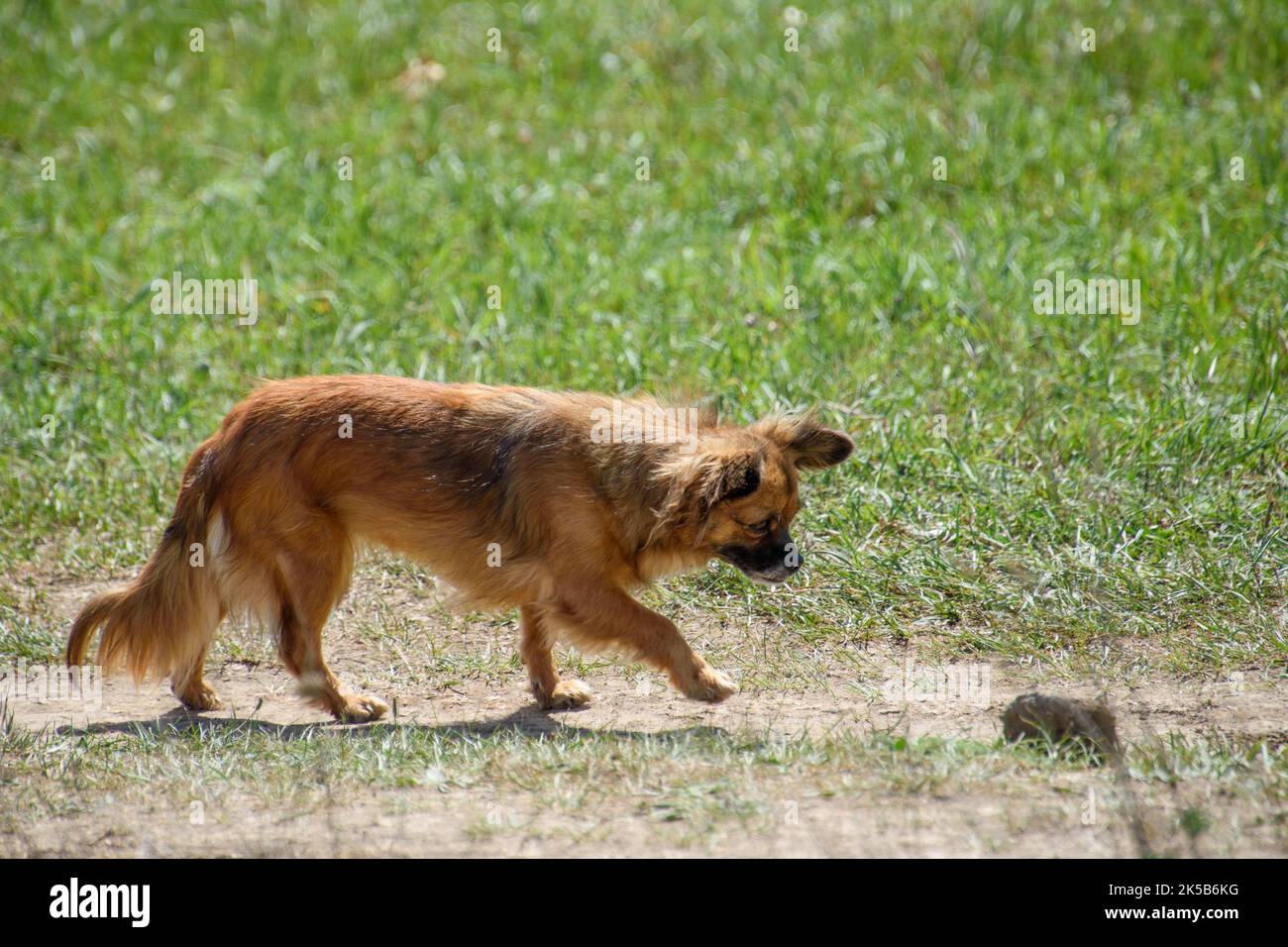 Searching shepherd hi-res stock photography and images - Alamy