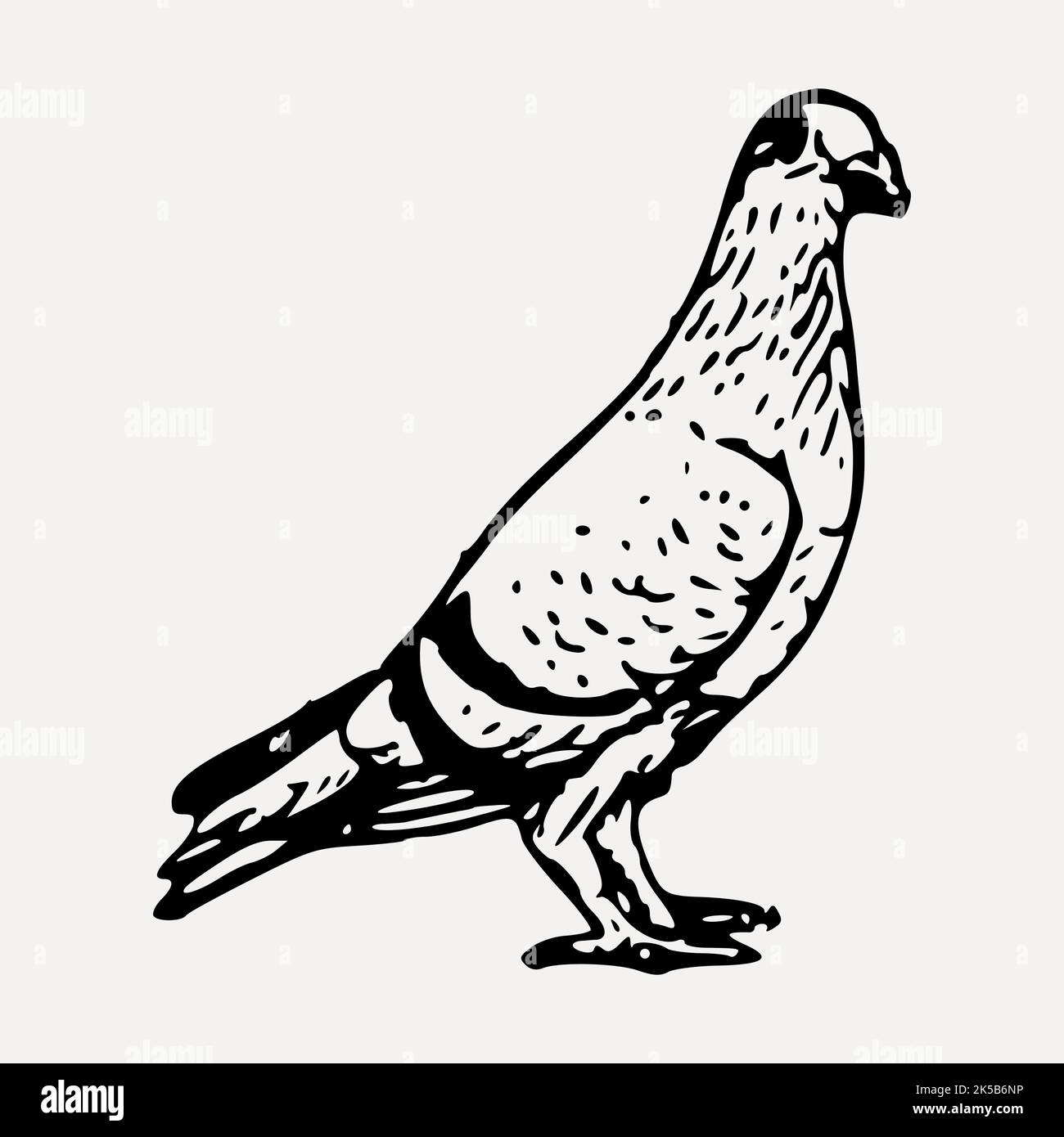 Pigeon bird, animal clipart, illustration vector Stock Vector Image ...
