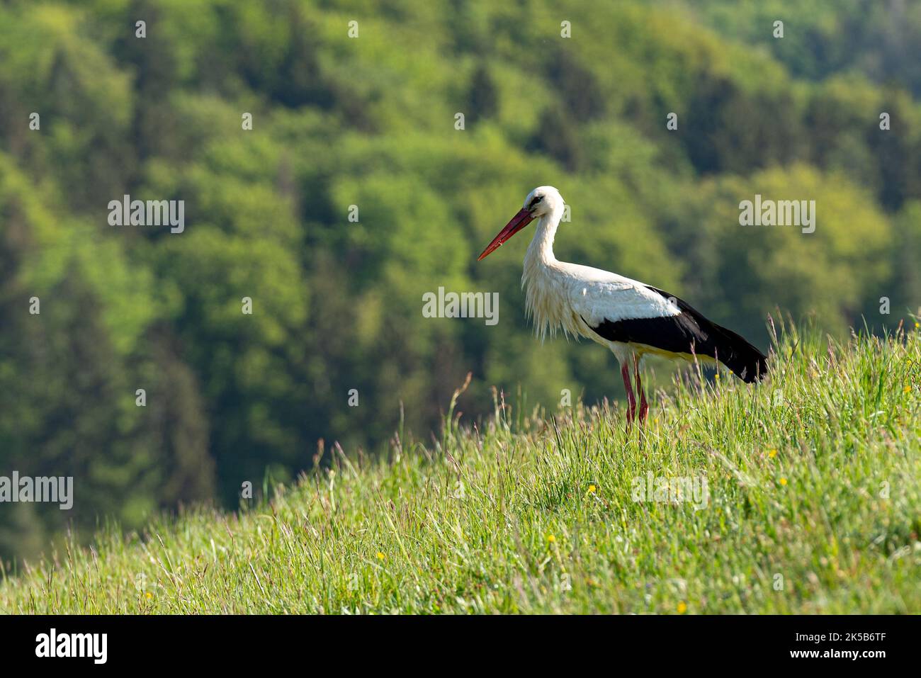 A white stork with black wings standing in the meadow in profile with ...