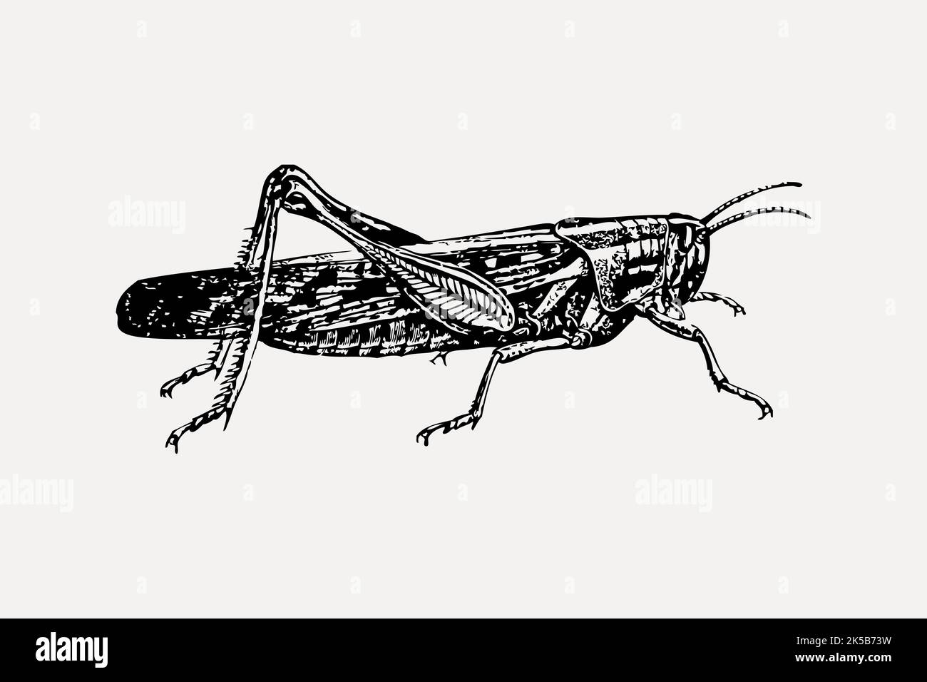 Locust clipart, vintage illustration vector Stock Vector Image & Art ...