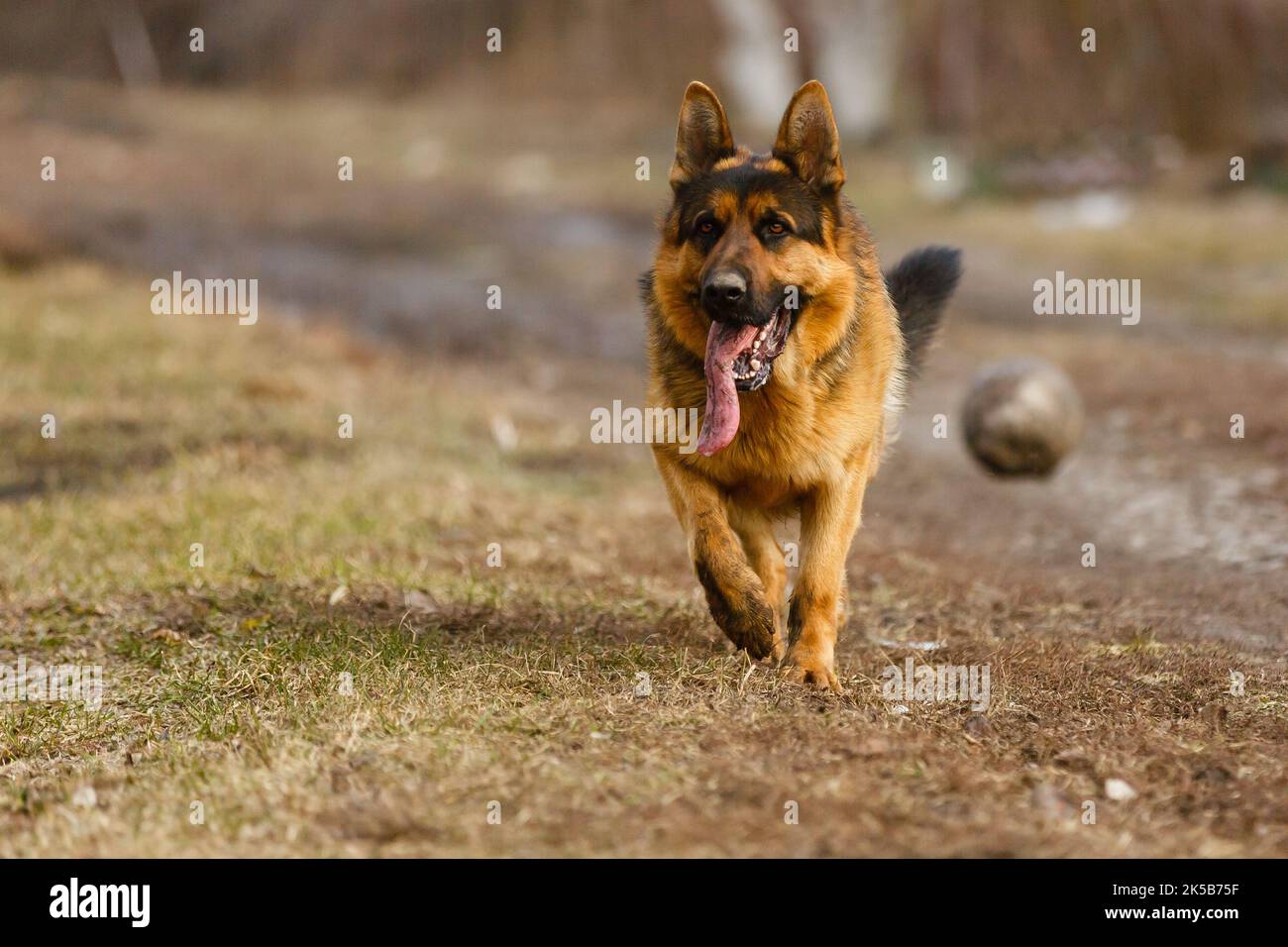 german shepherd jumping and running in late summer meadow Stock Photo ...