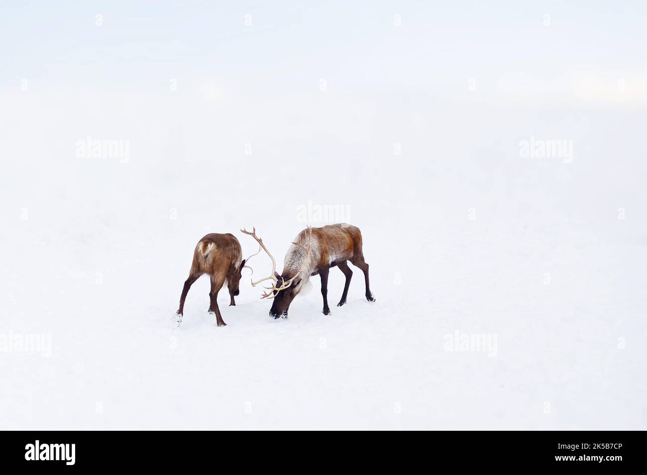A group of red deer on a winter snowy background. Christmas background ...