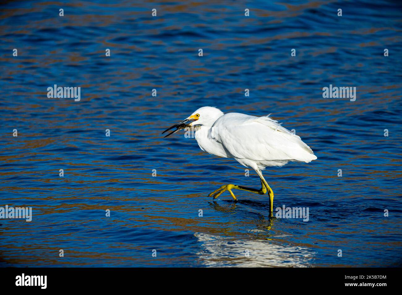 A Snowy egret with prey in its beak in Coyote hills regional park ...